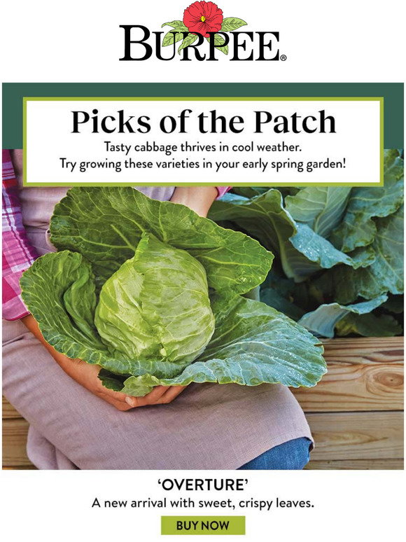 Burpee: It's National Cabbage Day! | Milled