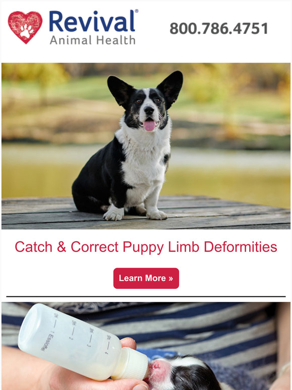 Revival Animal Health: Bowed Legs In Puppies | Milled