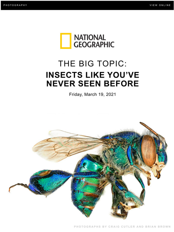 National Geographic: PHOTOGRAPHY: Insects like youve never seen before ...