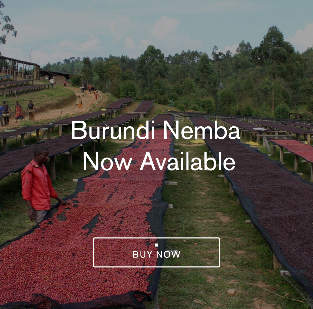 The Roasterie: Burundi Nemba Reserve Available Now! | Milled