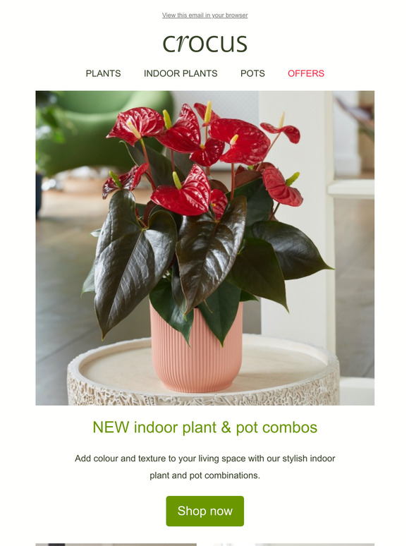 Crocus: NEW indoor plant & pot combos | Milled