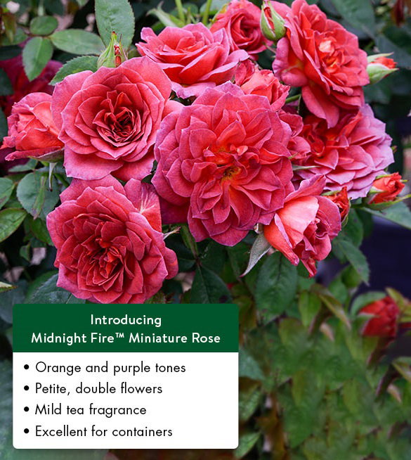 Gurney's Seed & Nursery: A new miniature rose with sultry good looks ...