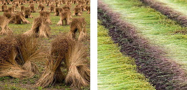 People Tree: The Linen Edit | The Most Loved Styles | Milled