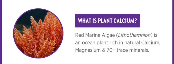 New Chapter: The Plant Thats RICH in Calcium | Milled