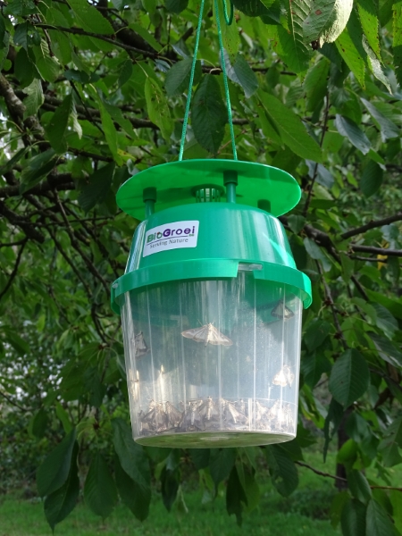 Biogroei: Nieuwsflash: De fruitmot en pruimenmot vliegt | Milled