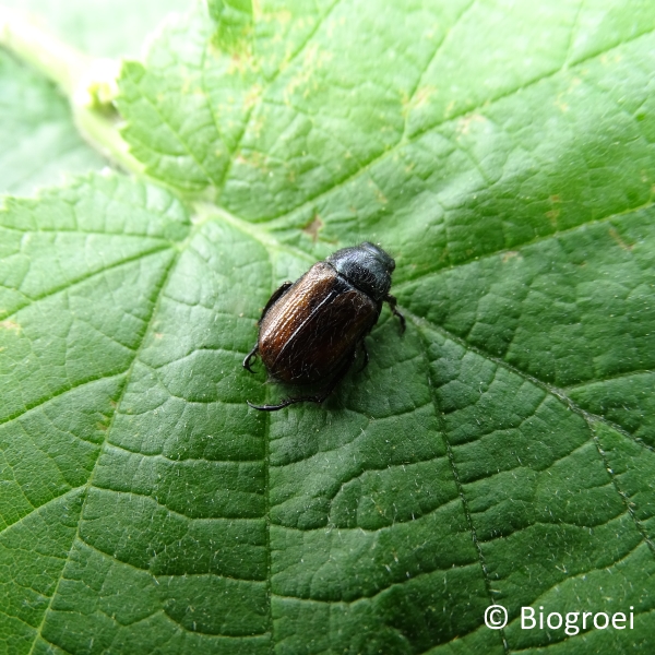 Biogroei: Nieuwsflash: De fruitmot en pruimenmot vliegt | Milled