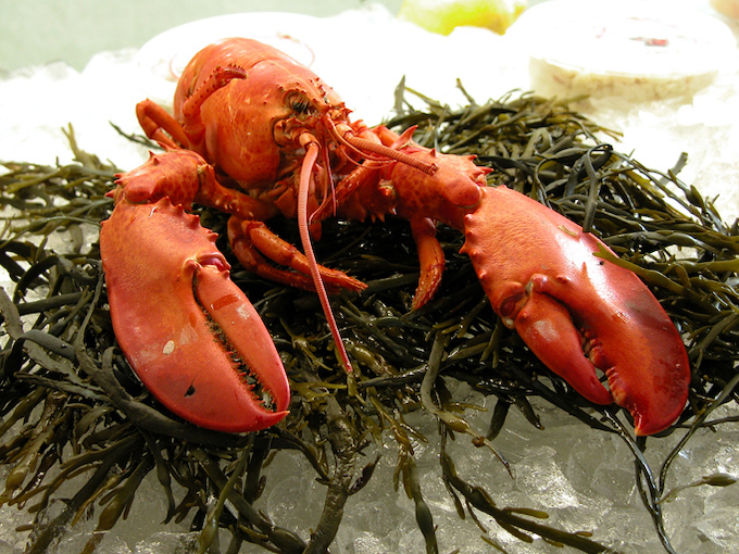 Investopedia Academy: Crustacean Inflation | Milled