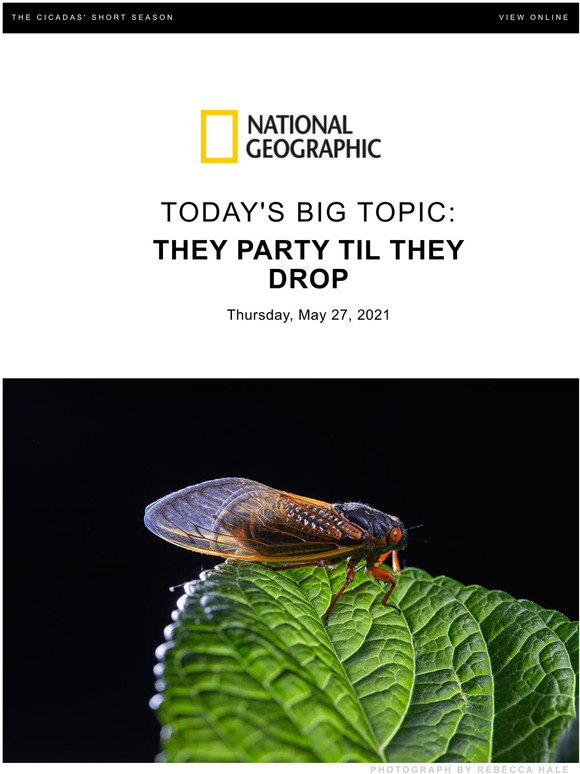 National Geographic: ANIMALS: Cicadas party-til-you-drop short season ...