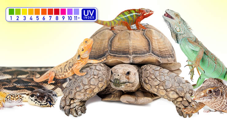 Reptile Centre: Which Ferguson Zone is Your Reptile In? Find Out Now ...