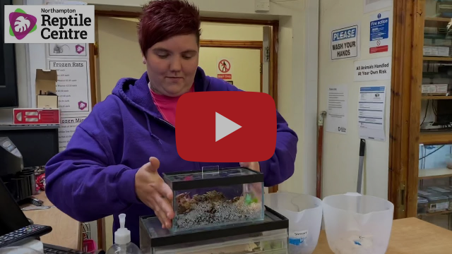 Reptile Centre: Which Ferguson Zone is Your Reptile In? Find Out Now ...