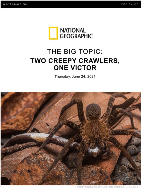 National Geographic: ANIMALS: Spiders with a taste for snake | Milled