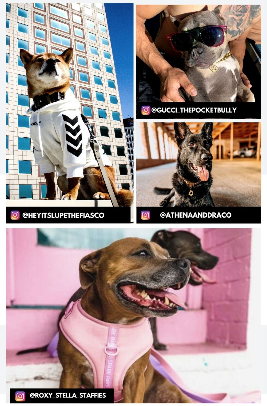 Spark Paws: June Edition - Pup Models Of The Month | Milled