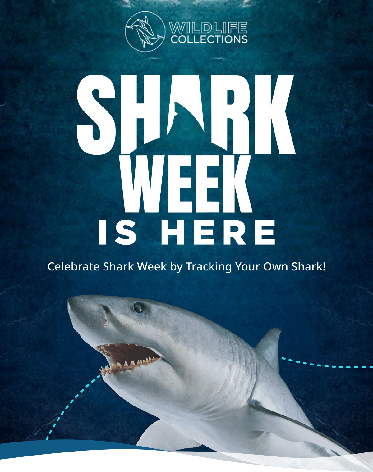 Fahlo: Want to track a shark during Shark Week? | Milled