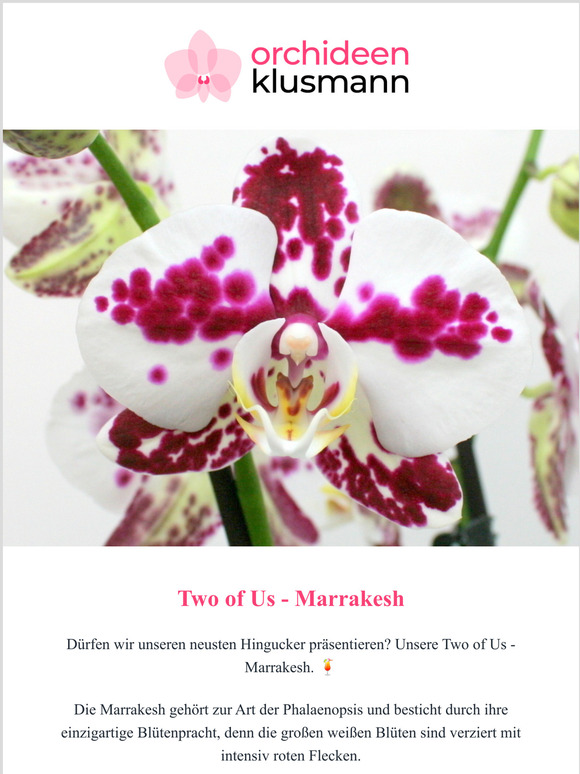 Orchideen Klusmann DE: Unsere neue Exotin | Milled