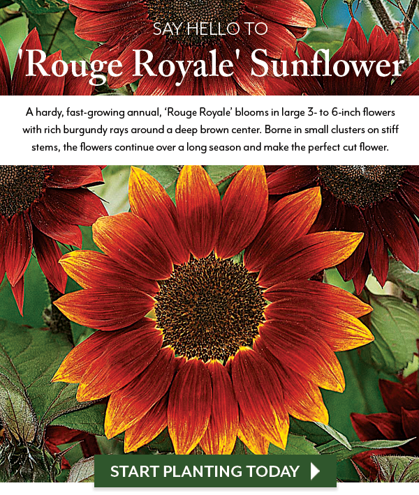 Park Seed: Welcome 'Rouge Royale' to your garden this fall | Milled