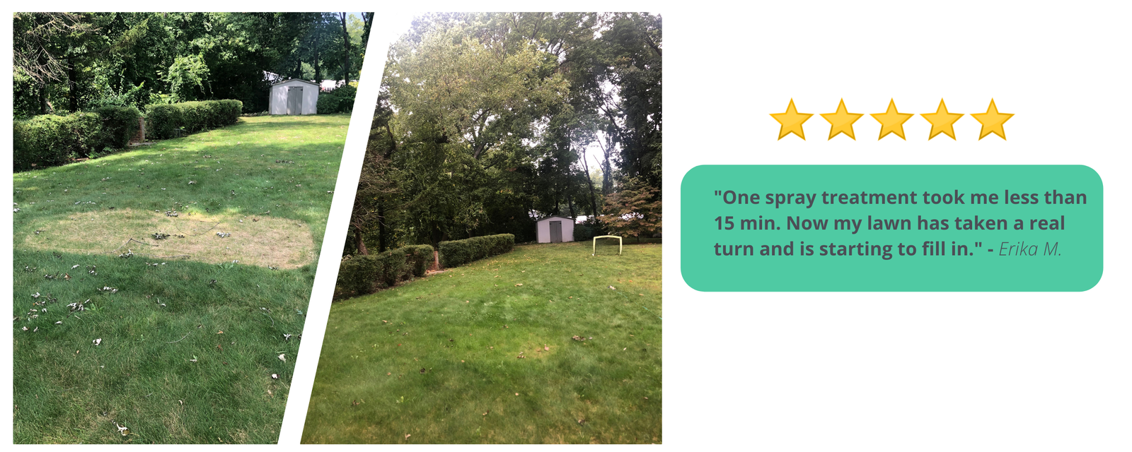 Lawnbright: 10 Most Common Weeds & How to Identify Them | Milled