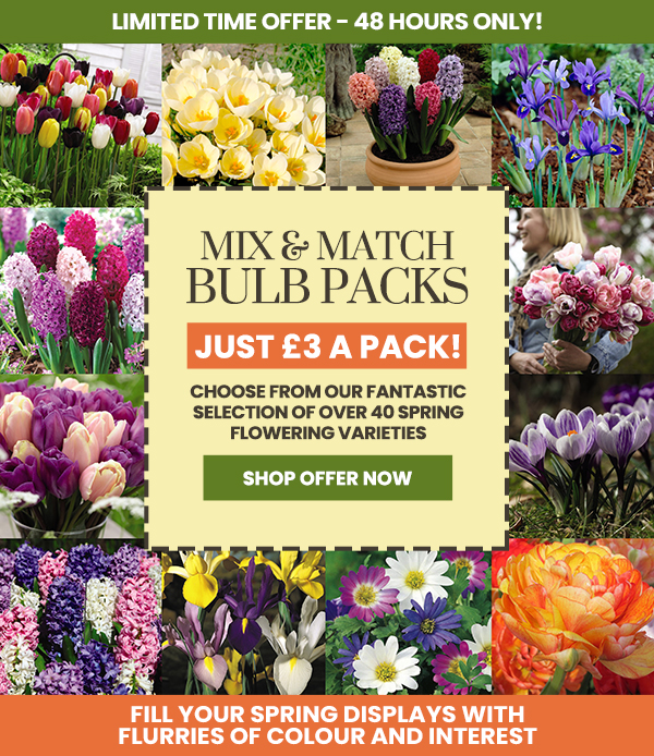 Dobies: Only 3! Mix & Match Bulb Packs | Milled