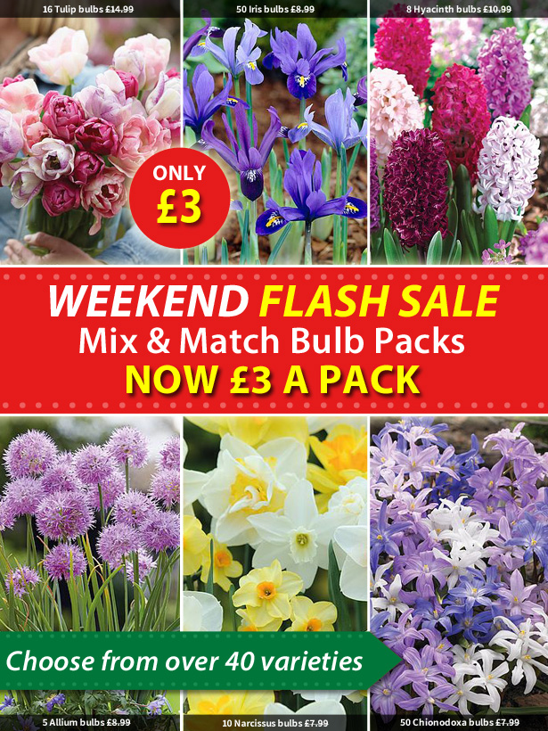 Van Meuwen: Only 3! Mix & Match Bulb Packs | Milled