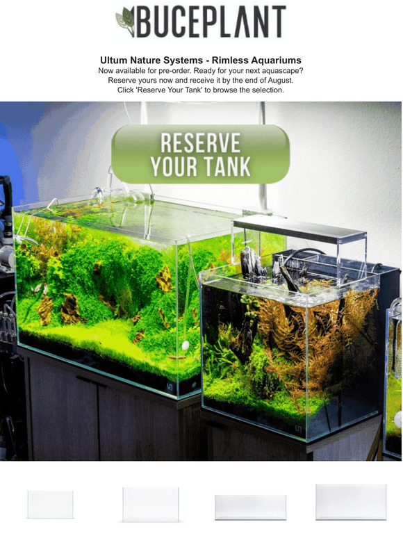 Buce Plant: Rimless tanks are now available for pre-order | Milled