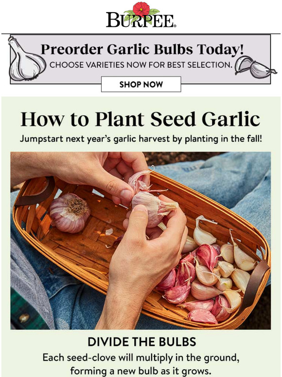 Burpee Gardening: How to Plant Seed Garlic This Fall | Milled