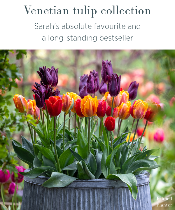 Sarah Raven: Sarahs most-loved tulip collections | Milled