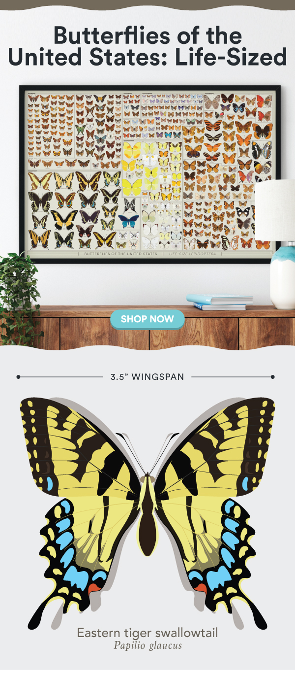 Pop Chart Lab: New & Notable from Pop Chart | Milled