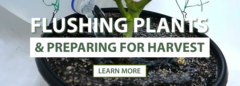 Hydrobuilder: Flushing Plants & Preparing For Harvest | Milled