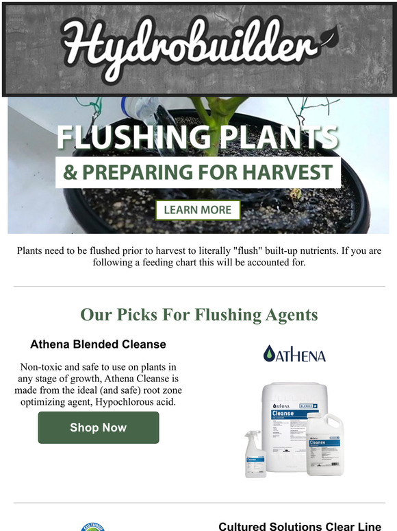 Hydrobuilder: Flushing Plants & Preparing For Harvest | Milled