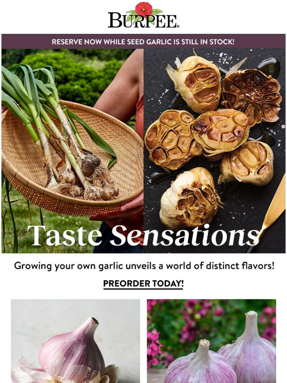 Burpee: Must-Try Garlic Varieties - Reserve NOW! | Milled