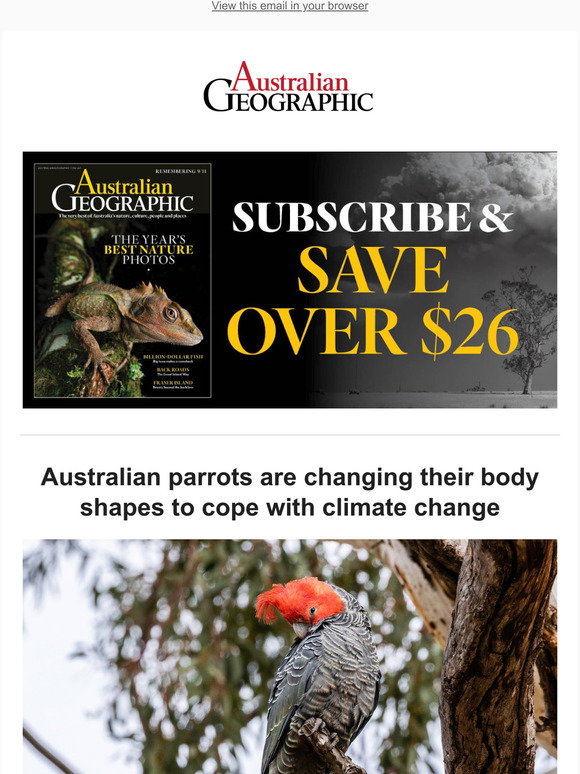 Australian Geographic: Meet Bruce, the disabled kea who practices self ...
