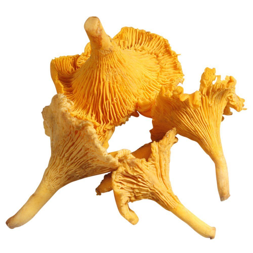 Fine Food Specialist: 15% off Golden Girolles | Milled