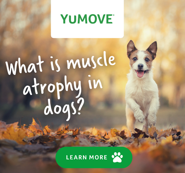 YuMOVE: What is muscle atrophy in dogs? | Milled