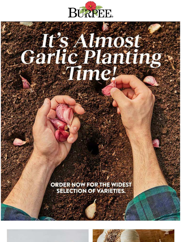 Burpee Gardening: It's Almost Garlic Planting Time! | Milled