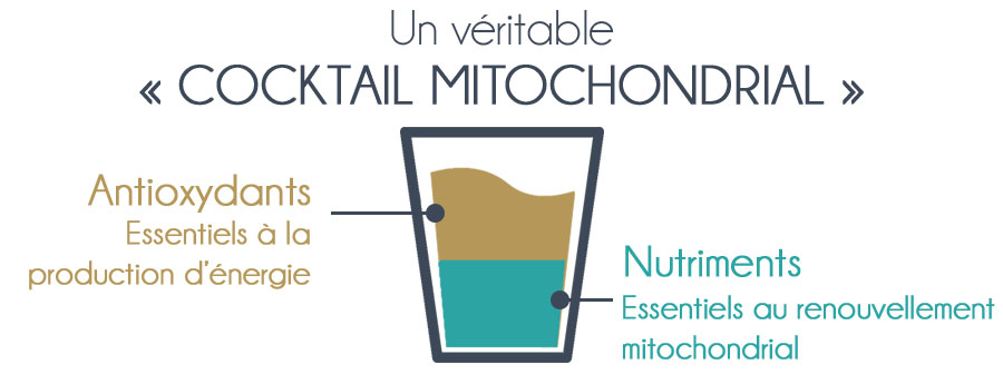 Copmed: MITO REGEN : Soutenez vos mitochondries naturellement ! | Milled