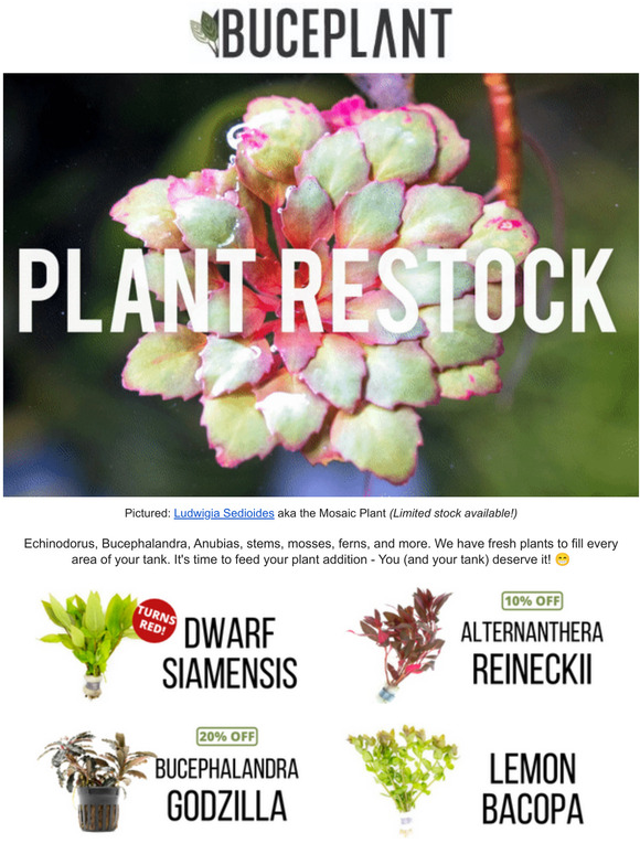 Buce Plant: Plant Restock + New WYSIWYG Hardscape | Milled