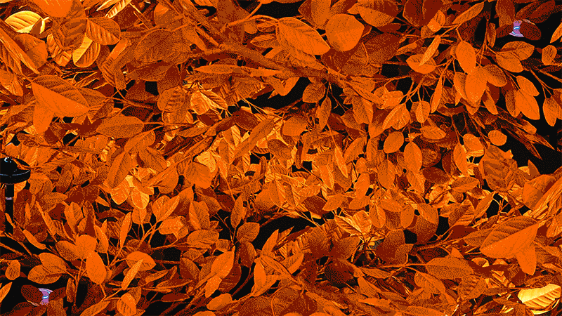 SUSHISAMBA: Escape Under the Canopy - SUSHISAMBA Tree Bar is NOW OPEN ...