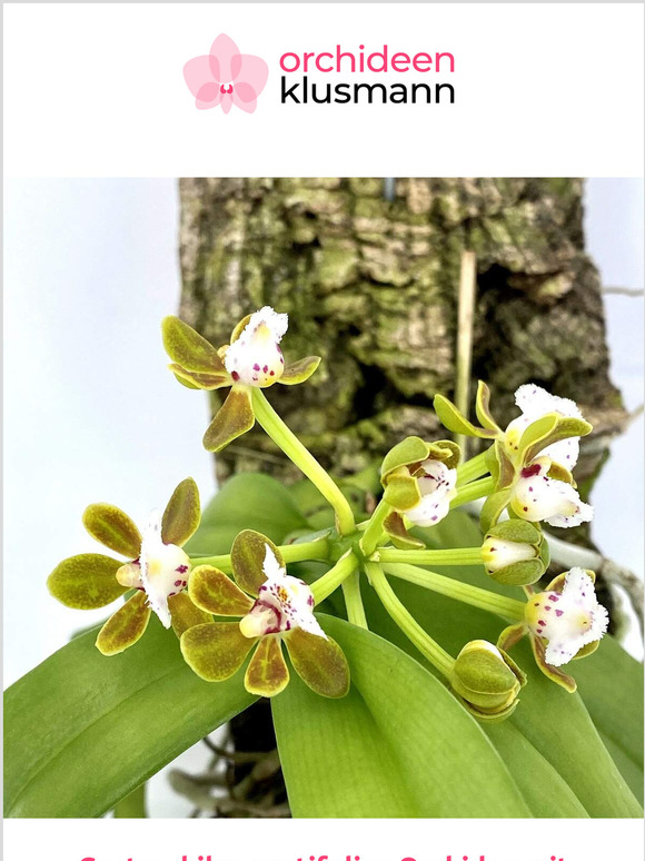 Orchideen Klusmann DE: Gelb & exotisch - schaue dir diese Orchidee an! | Milled