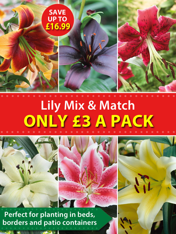 Van Meuwen: ONLY 3 a pack! Lily Mix & Match Special! | Milled