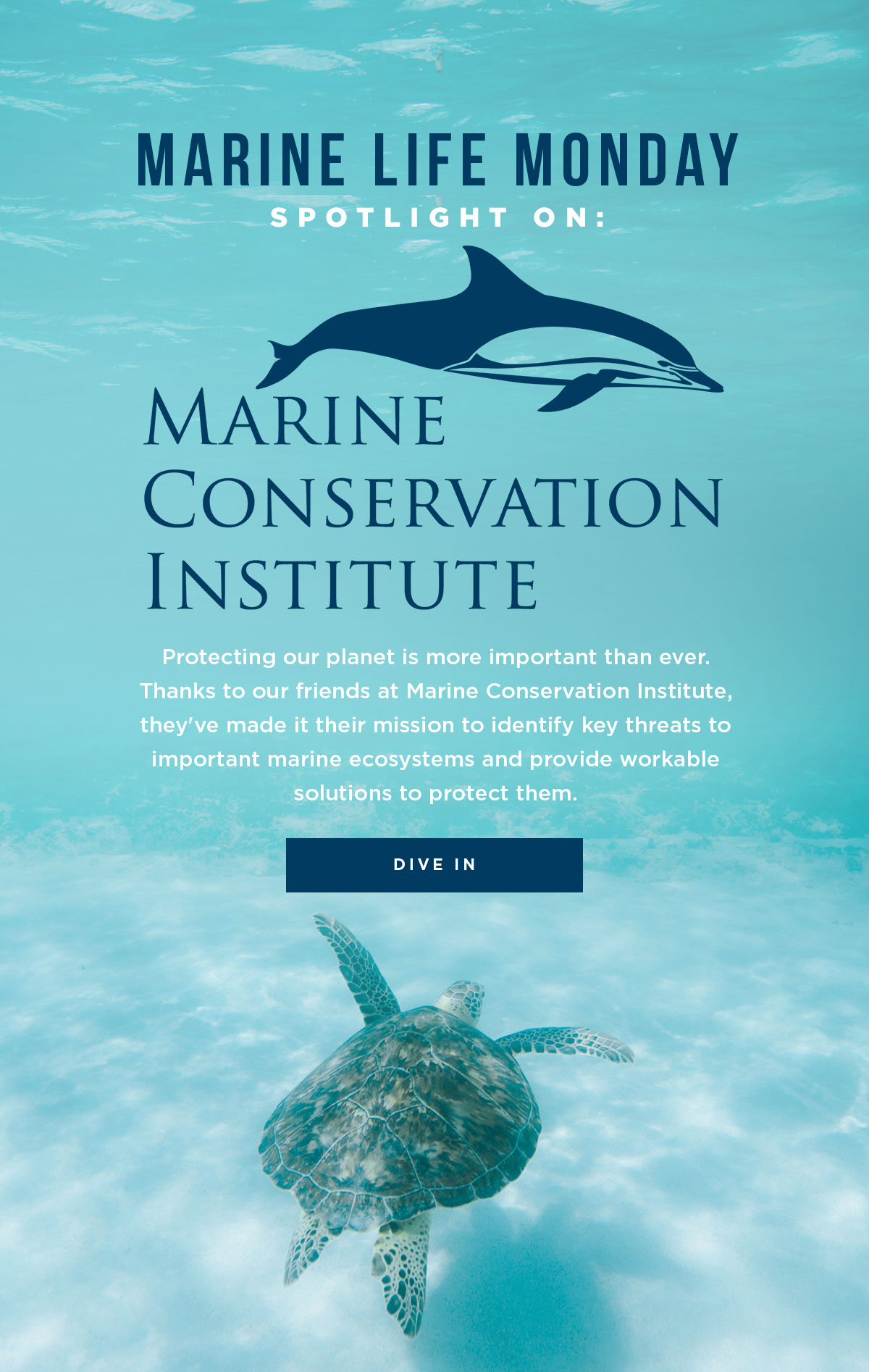 Sand Cloud: Meet the Marine Conservation Institute | Milled