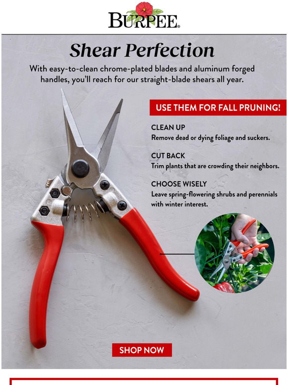 Burpee: The Sharpest Tool in the Shed | Milled