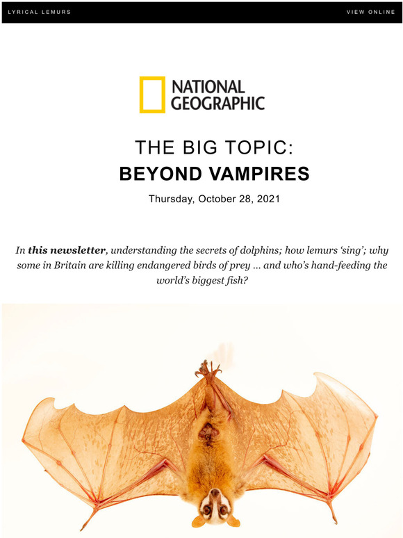National Geographic: These bats are superheroes | Milled