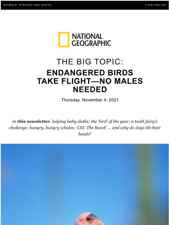 National Geographic: Virgin birth and the condors | Milled