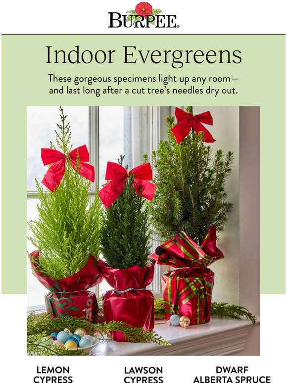 Burpee: Festive Mini Trees for Mantels, Tables & More | Milled