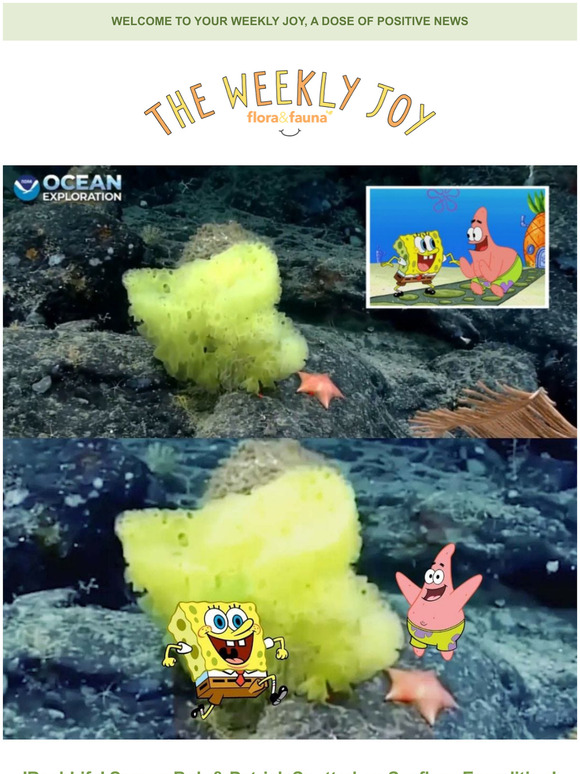 Flora and Fauna: 'Real-Life' SpongeBob and Patrick Spotted! | Milled
