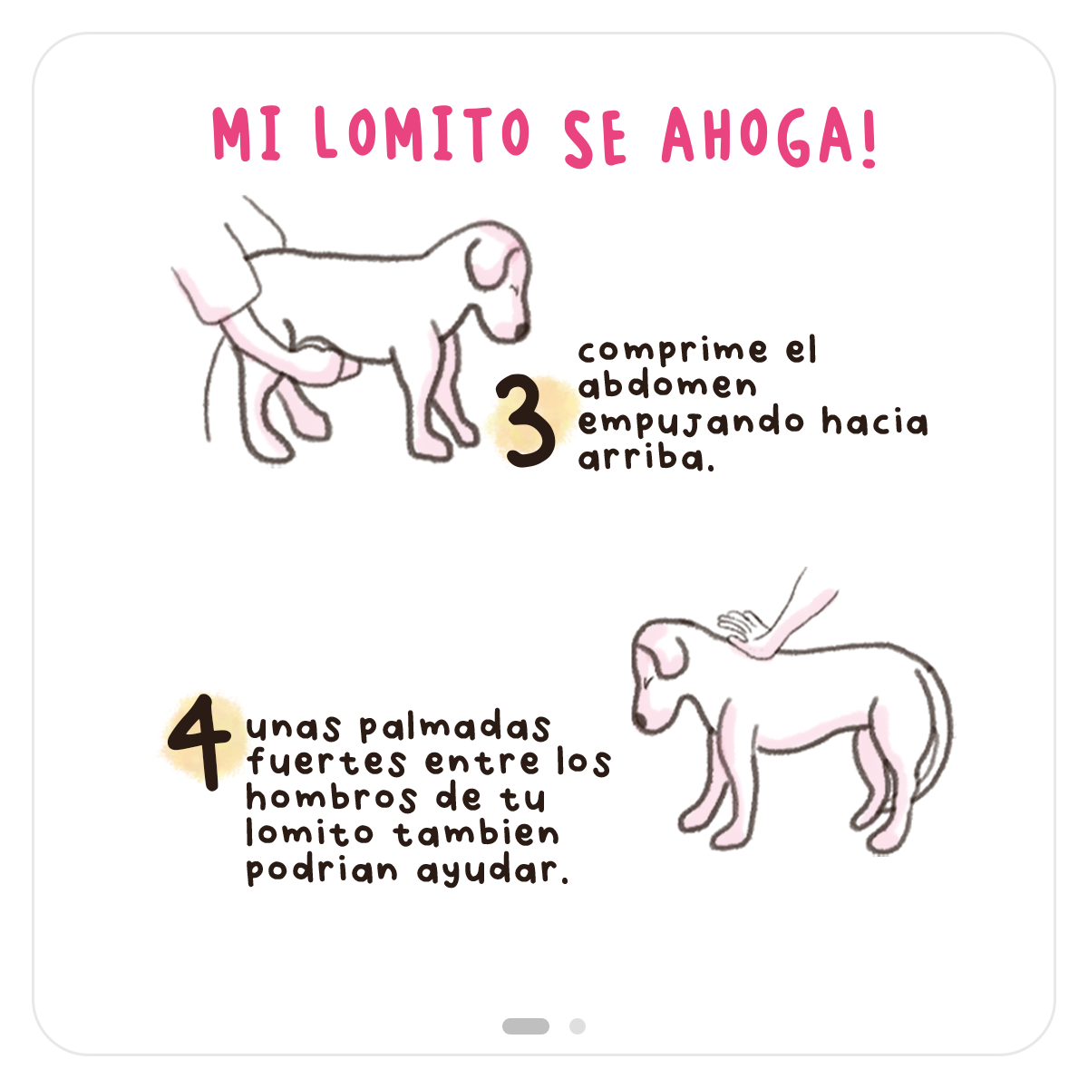 Pet N' Go: QU HACER SI MI PERRO SE AHOGA? | Milled
