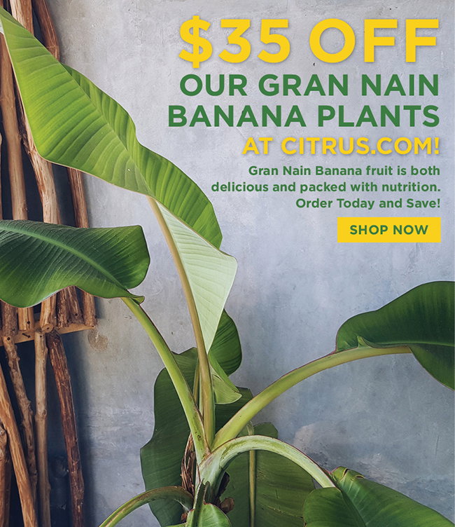 Citrus: $35 OFF our Gran Nain Banana Plants at Citrus.com! | Milled