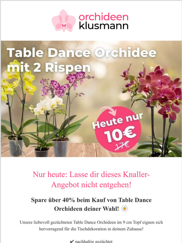 Orchideen Klusmann: Table Dance Orchideen zum Verlieben! | Milled