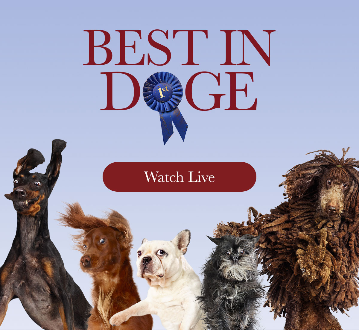 Ollie Pets: LIVE! TONIGHT! Tune in for the first-ever Best in Doge | Milled