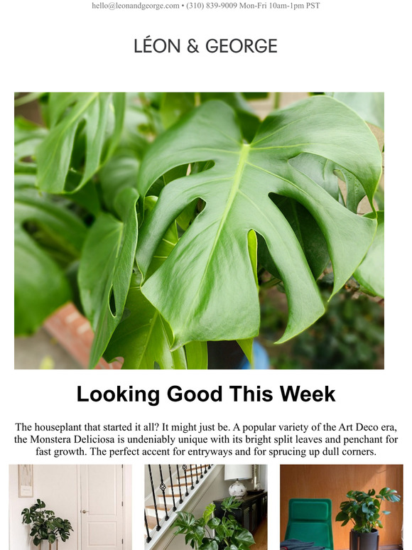 Leon & George: Fresh Arrivals: The Iconic Monstera Deliciosa | Milled