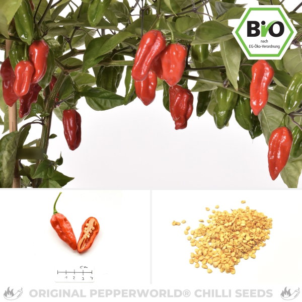 Pepperworld: Chili-Samen jetzt geht's los! ber 600 Sorten von mild bis ...